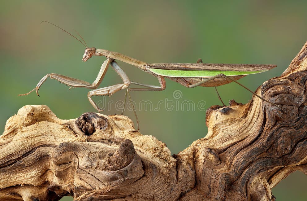 Mantis walking over branch stock photo. Image of animal - 27300818