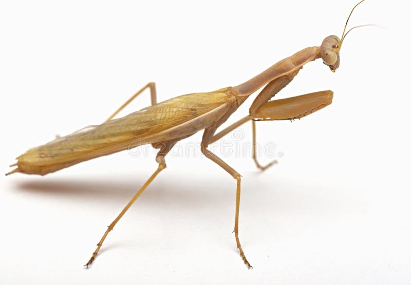 Mantis on white background stock photo. Image of leaf - 26580154