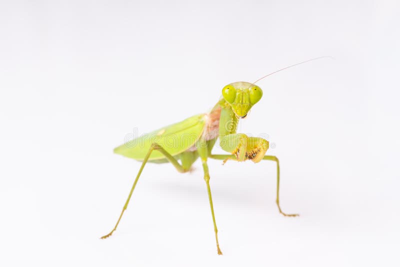 Mantis Looking in Camera. Exotic Nature Environment Banner Stock Image ...