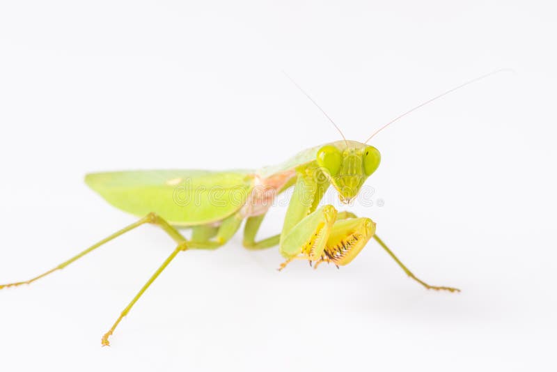 Mantis on the White Background Stock Photo - Image of colorful ...