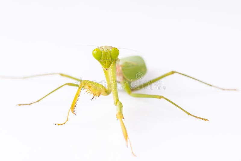 1,093 Colorful Mantis White Seamless Background Stock Photos - Free ...