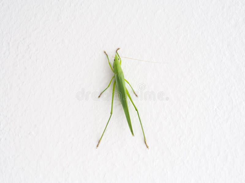 Mantis on white wall stock photo. Image of shot, indoors - 43492304
