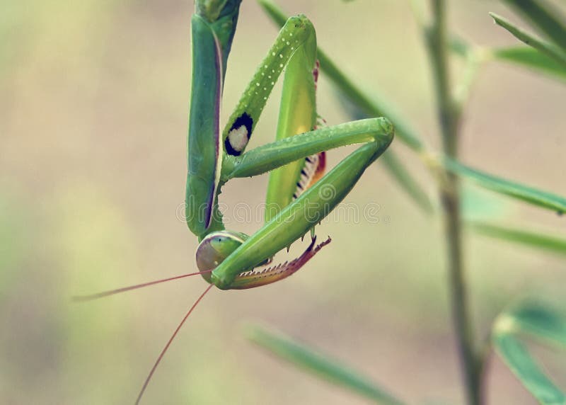 Green mantis in the wild stock photo. Image of portrait - 125216218
