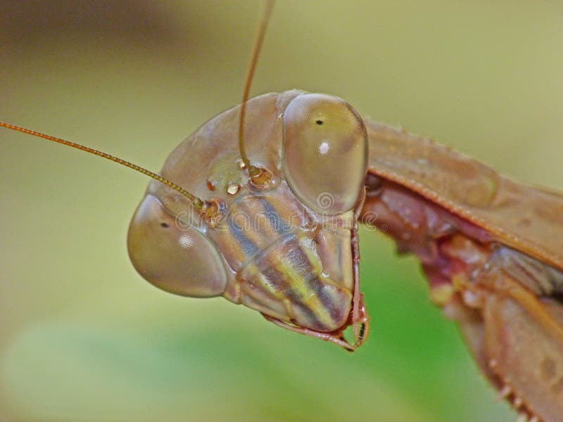 Mantis in Your Face stock photo. Image of nature, macro - 220555672