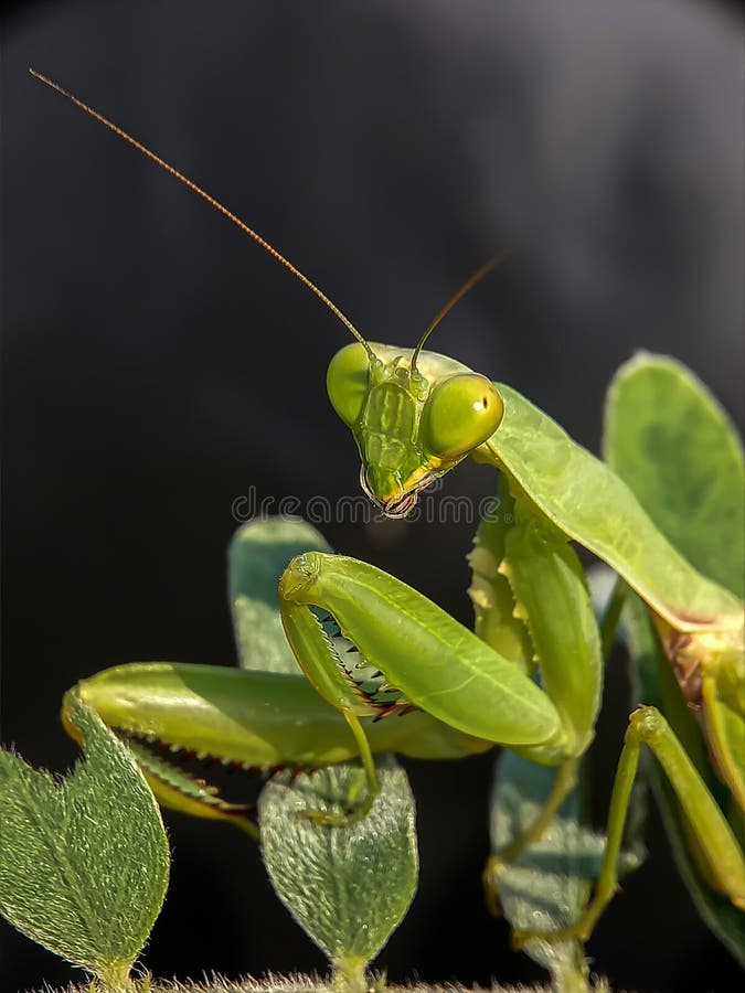 Mantises on the green leaf stock photo. Image of natural - 223165302