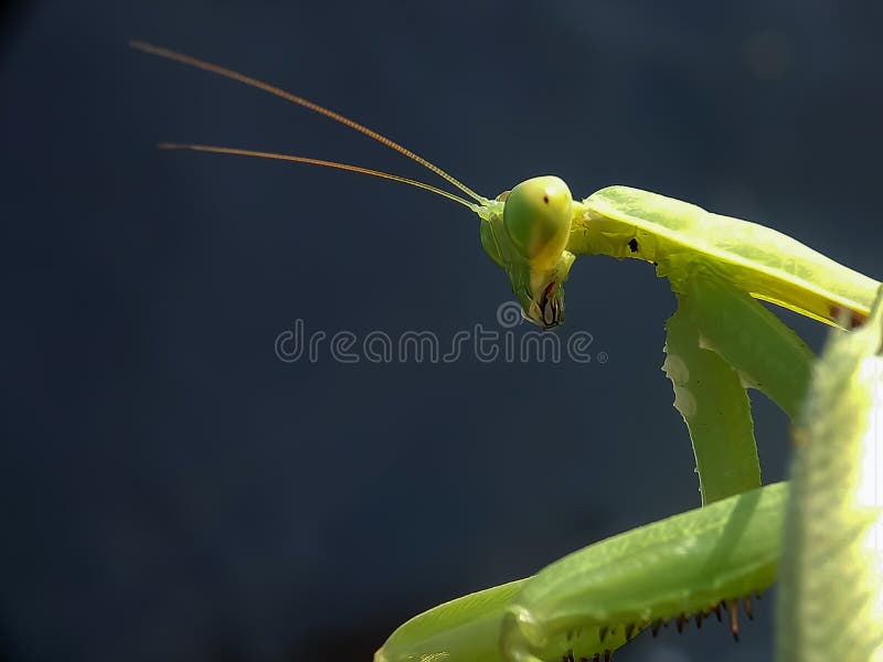 Mantises on the green leaf stock image. Image of female - 223165011