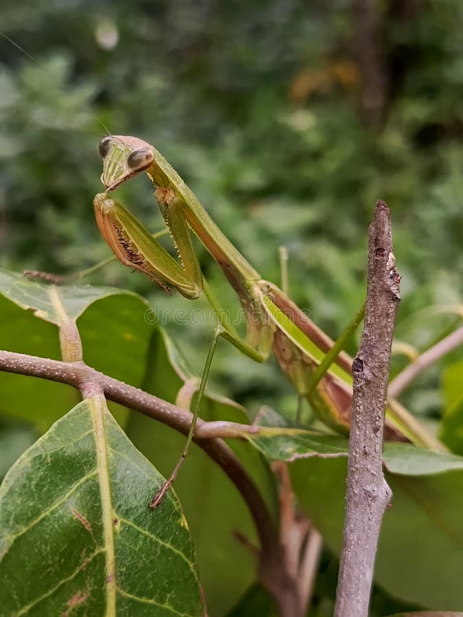 Mantises live on leaves stock image. Image of plant - 360375837