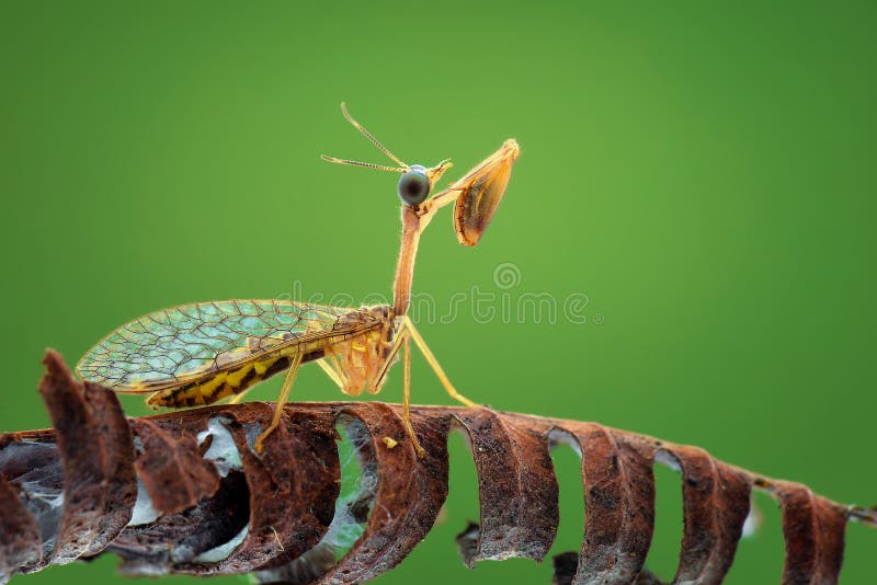 Mantisflies on Green Background Stock Image - Image of bnature ...