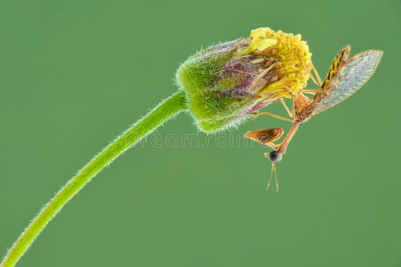 Mantisflies a Twig on Green Background Stock Photo - Image of ...