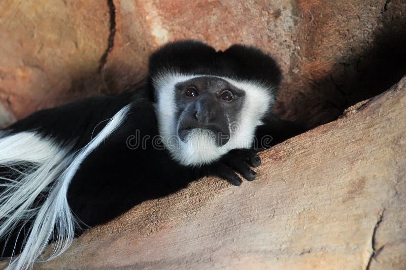 Seal VII stock image. Image of carnivore, teeth, death - 320953