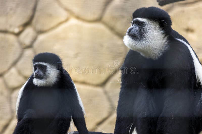Mantled Guereza (Colobus Guereza Stock Photo - Image of guereza, hairy ...