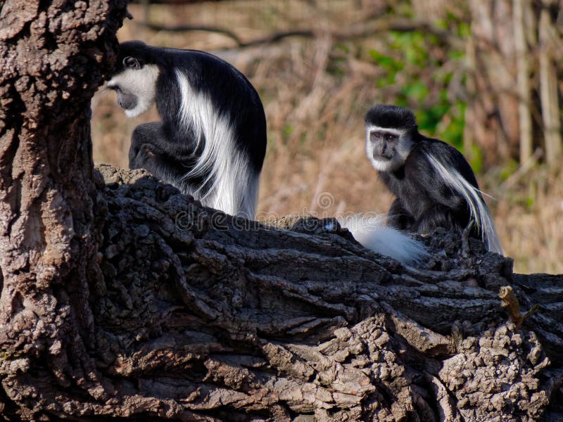 The Mantled Guereza, Colobus Guereza, is a Type of Old World Monkey ...