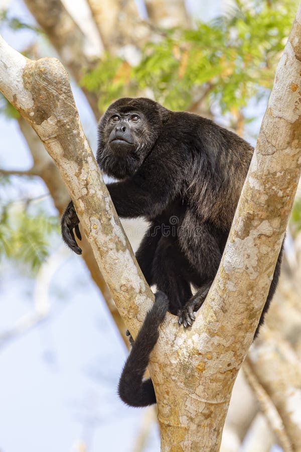Mantled Howler Monkey in Costa Rica Stock Image - Image of male ...