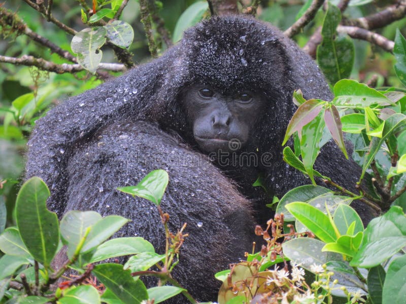 Mantled Howler Monkey stock photo. Image of style, like4like - 56450456