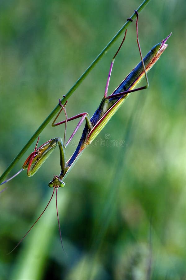 Mantodea close up stock image. Image of curved, head - 31017957