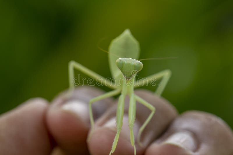 Mantis Religiosa Del Bebé En Un Finger Imagen de archivo - Imagen de ...