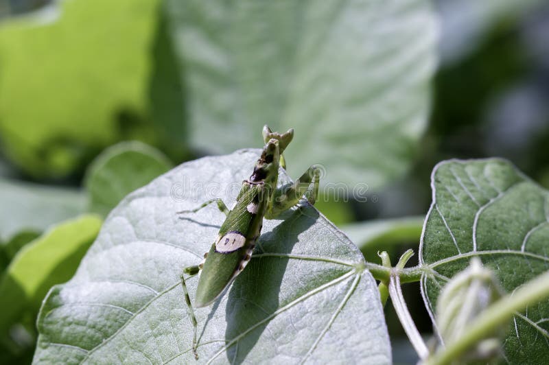 Mantodea stock photo. Image of entomology, antenna, beautiful - 85131888
