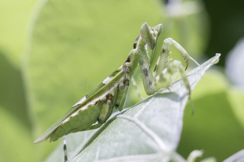 Mantodea stock image. Image of arms, head, ecology, interesting - 85138987