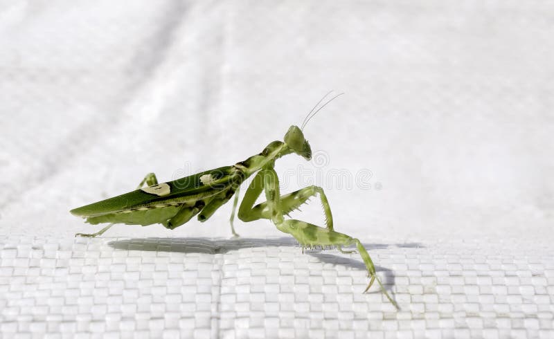 Mantodea stock photo. Image of beautiful, larvae, larva - 85167938