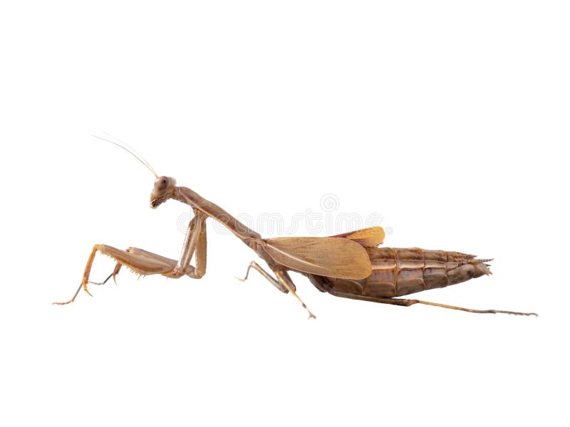 4,450 Mantodea Stock Photos - Free & Royalty-Free Stock Photos from ...