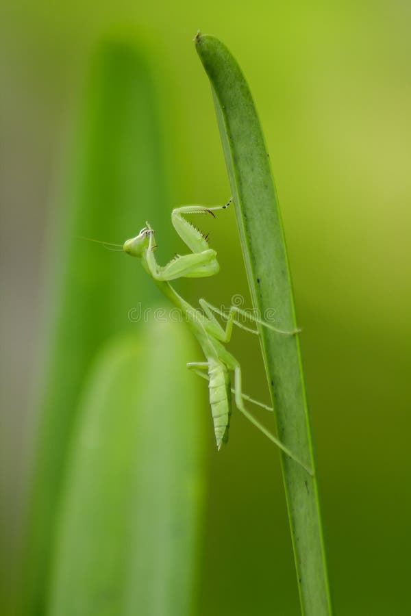 Mantodea is on a Green Leaf. Stock Image - Image of hunter, mantis ...