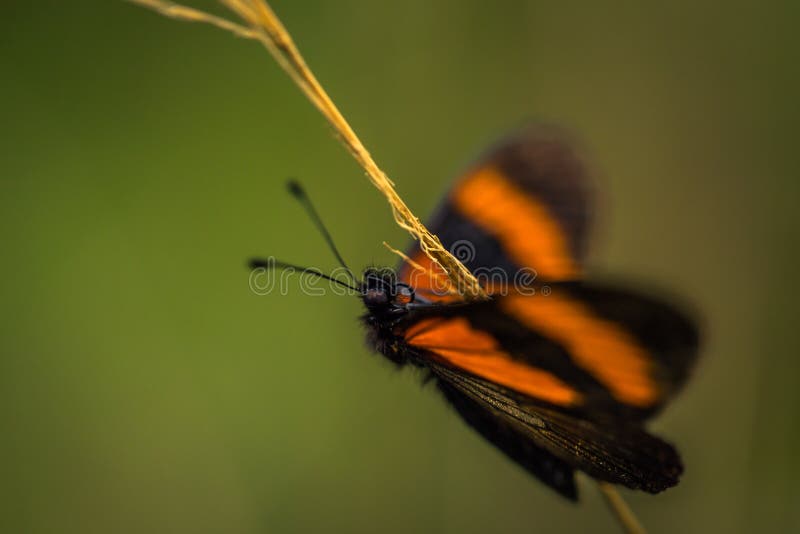 Manu National Park, Peru - August 05, 2017: Orange Butterfly in Stock ...
