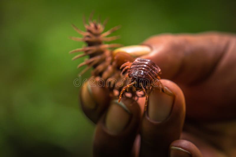 Amazon Giant Centipede Stock Photos - Free & Royalty-Free Stock Photos ...