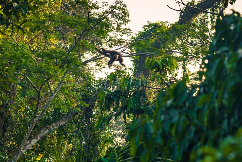 Manu National Park, Peru - August 08, 2017: Woolly Monkeys in Th Stock ...