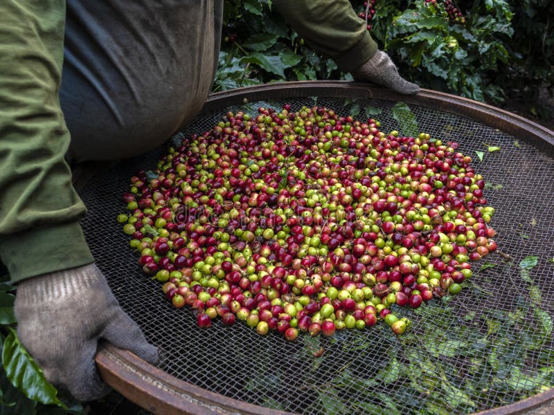 Manual Coffee Harvesting Work on a Farm Stock Photo - Image of ...