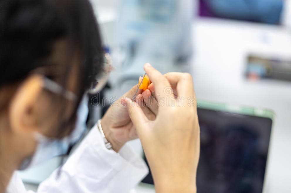 Manual Dissection of Plant Tissue Samples for Study. Stock Image ...