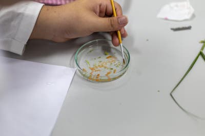 Manual Dissection of Plant Tissue Samples for Study. Stock Photo ...
