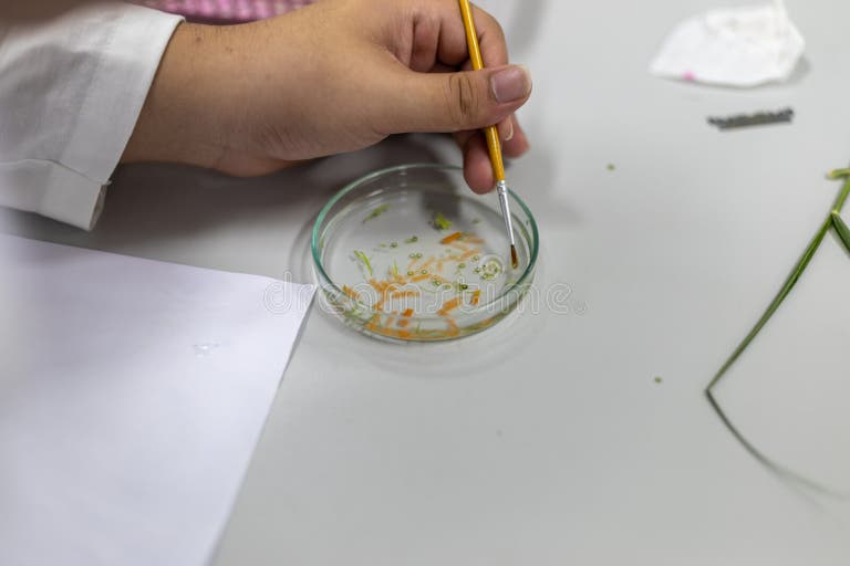 Manual Dissection of Plant Tissue Samples for Study. Stock Photo ...