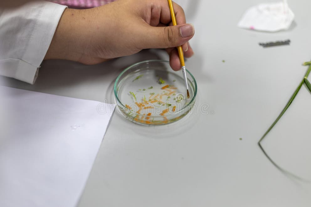 Manual Dissection of Plant Tissue Samples for Study. Stock Photo ...