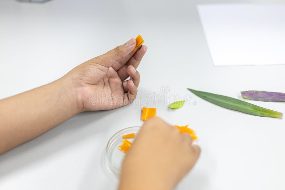 Manual Dissection of Plant Tissue Samples for Study. Stock Photo ...