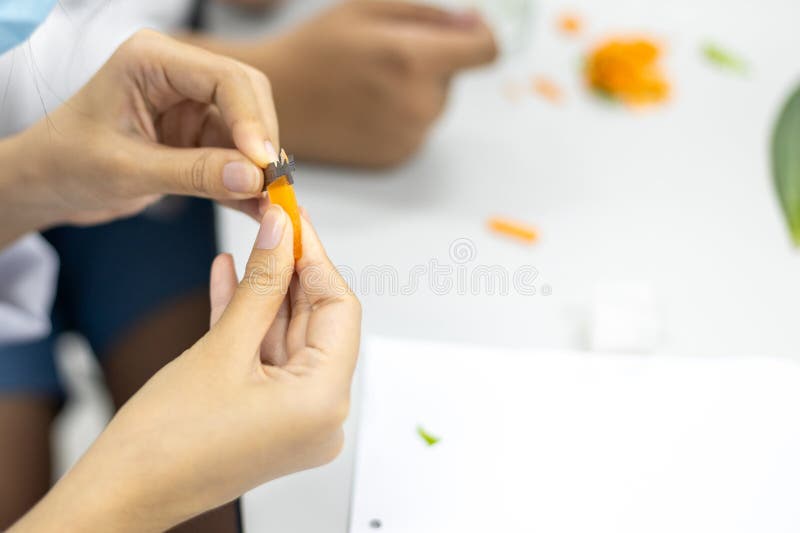 Manual Dissection of Plant Tissue Samples for Study. Stock Photo ...