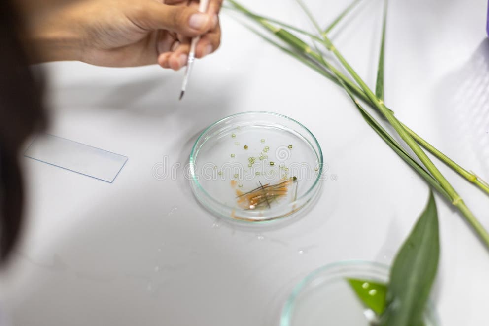 Manual Dissection of Plant Tissue Samples for Study. Stock Image ...