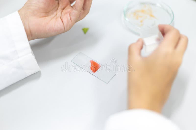 Manual Dissection of Plant Tissue Samples for Study. Stock Image ...