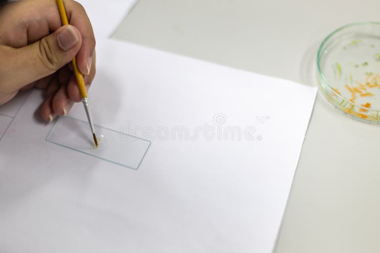 Manual Dissection of Plant Tissue Samples for Study. Stock Image ...