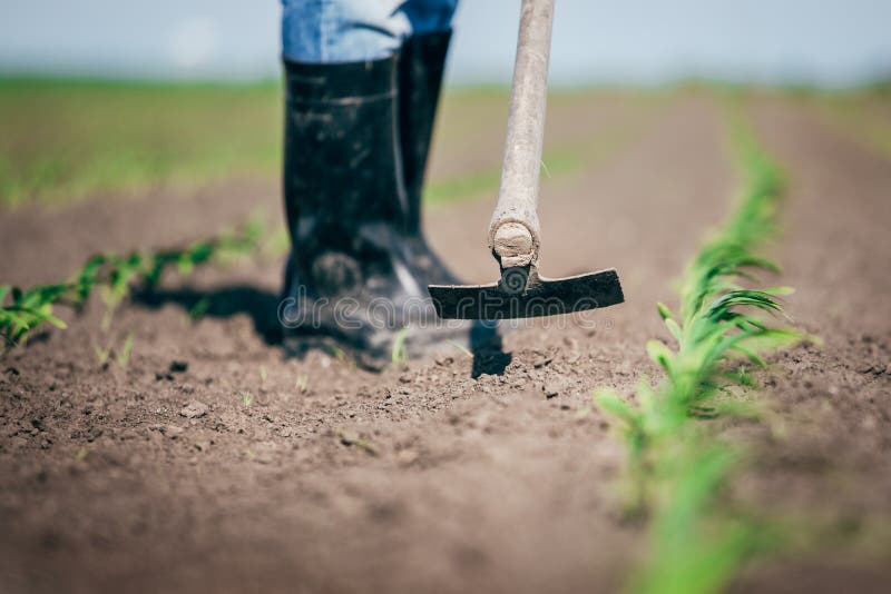 Manual Labor in Agriculture Stock Image - Image of tool, agricultural ...