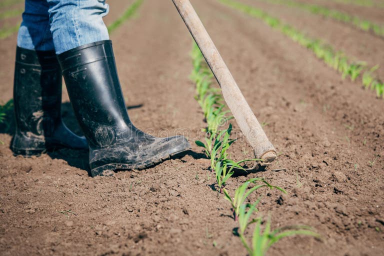 Manual Labor in Agriculture Stock Image - Image of labor, farm: 54259405