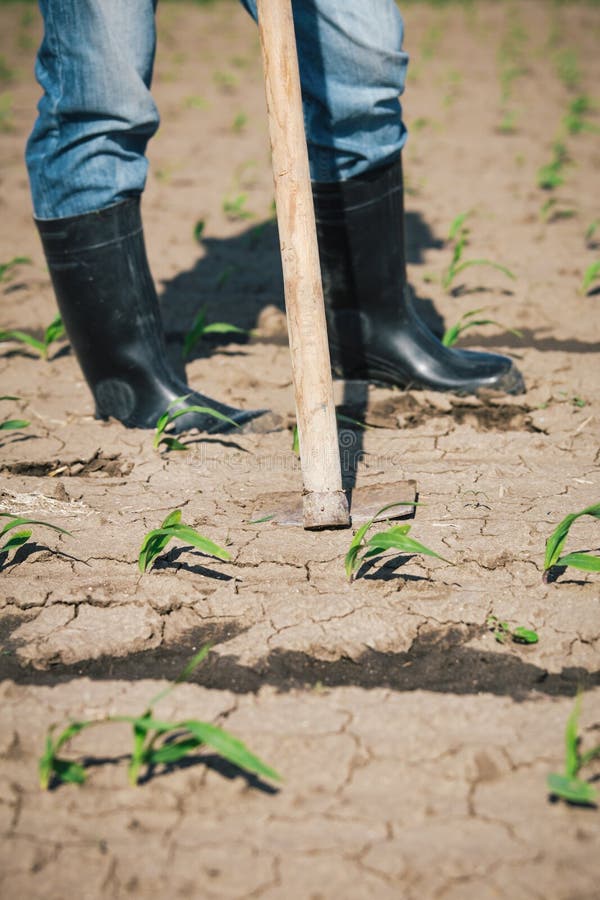 Manual Labor in Agriculture Stock Image - Image of labor, farm: 54259405