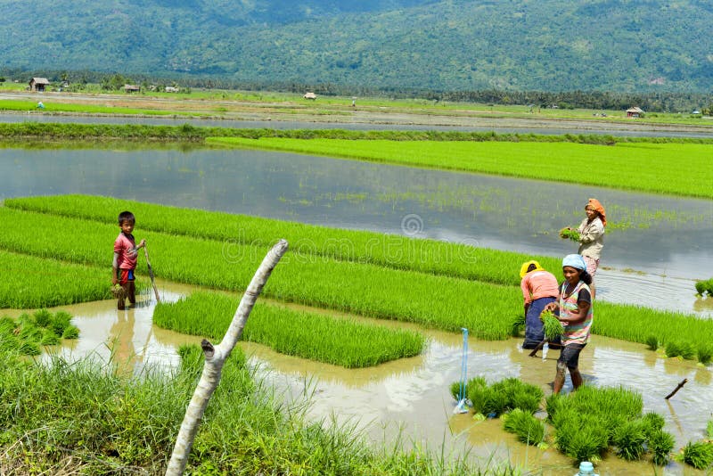Manual Labour in the Philippine Rice Fields Editorial Stock Image ...