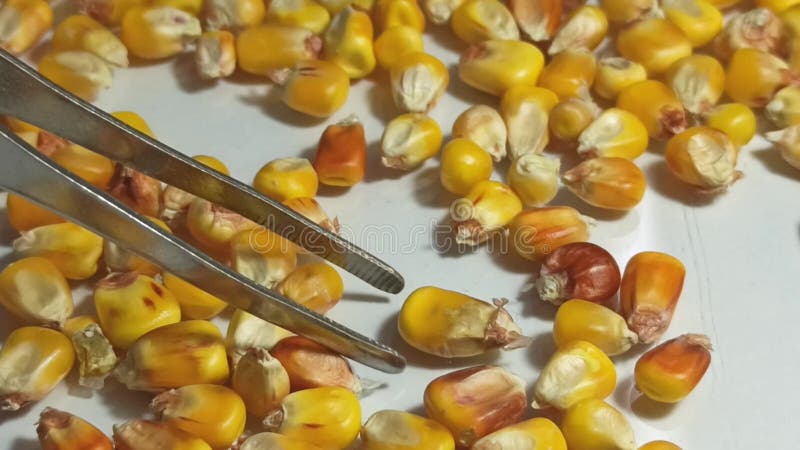 Manual Quality Control of Corn Grain in the Laboratory of an Elevator ...