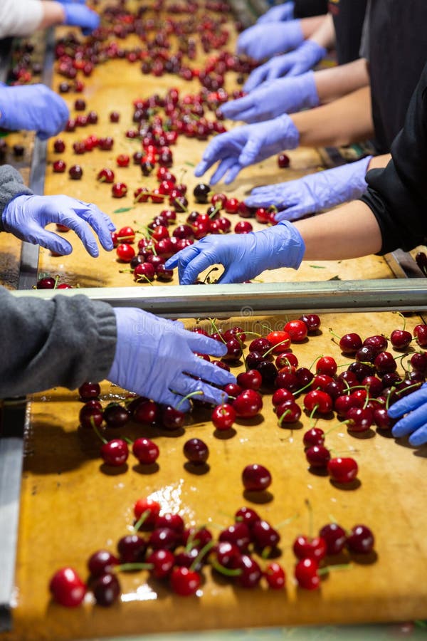 Manual Sorting of Cherries on Conveyor Belt Stock Photo - Image of ...