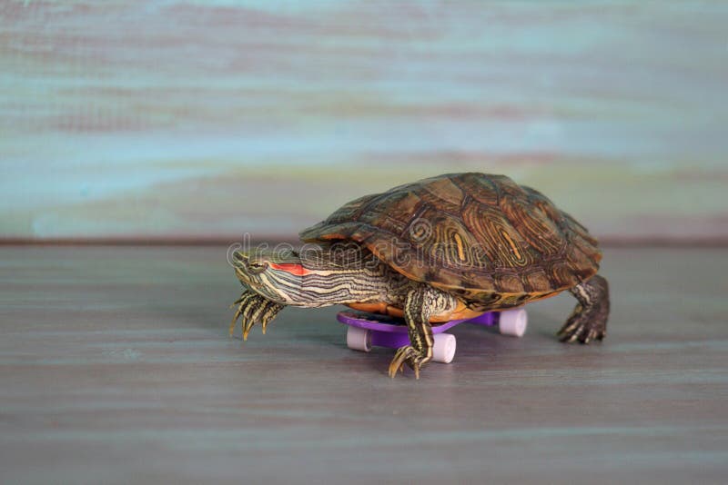 Skateboard Tortoise Stock Photos - Free & Royalty-Free Stock Photos ...