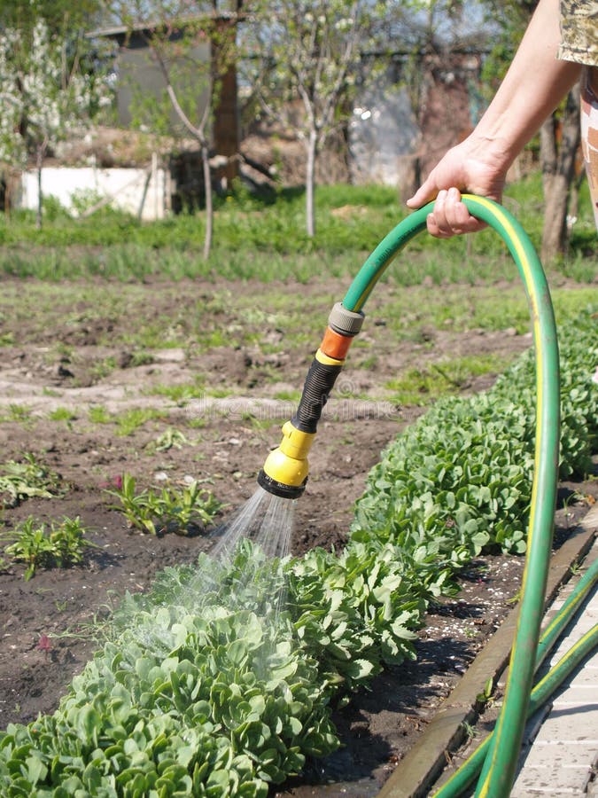 Manual watering stock image. Image of earth, watering - 94880805