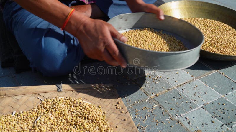 Manual Wheat Grain Cleaning: Using Stainer or Channi - Uttarakhand ...