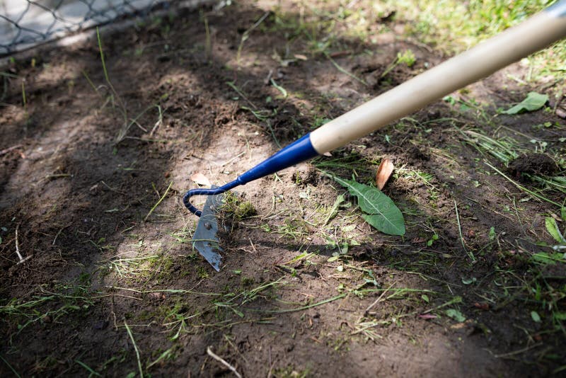 Clearing Soil of Weeds with Hand Tools. Stock Image - Image of stick ...