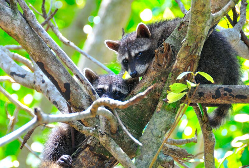 Manuel Antonio Raccoons, Costa Rica Stock Image - Image of central ...