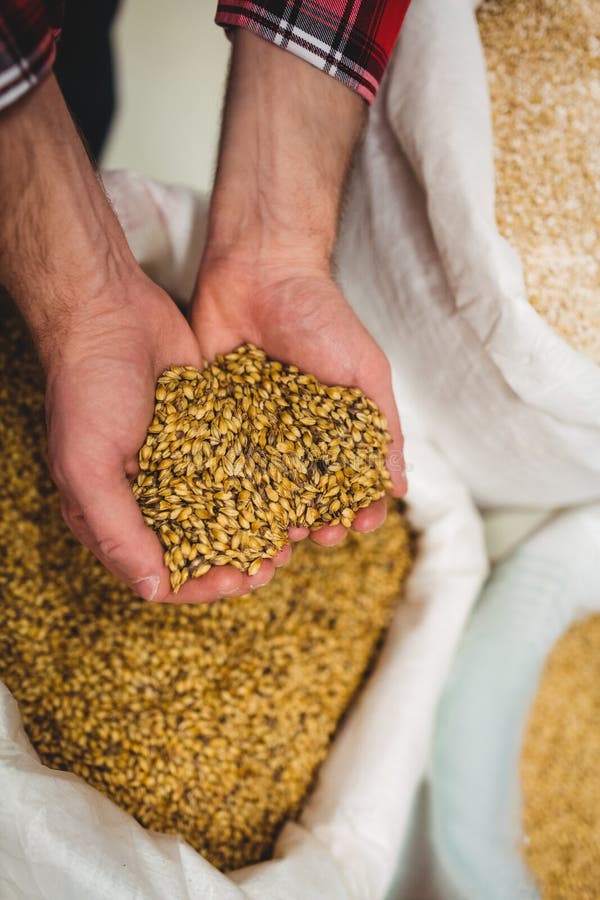 Manufacturer Holding Barley in Brewery Stock Photo - Image of hand ...